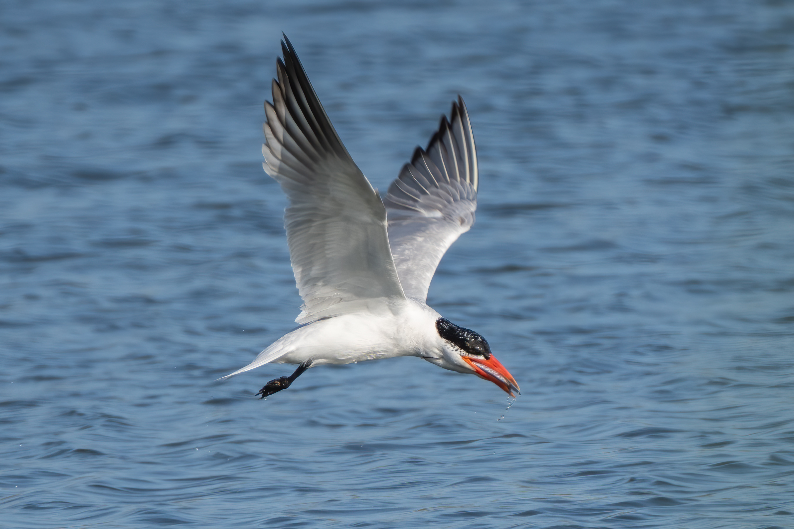 Gulls, Terns, and Skimmers – Wildlife & Astronomy Collection